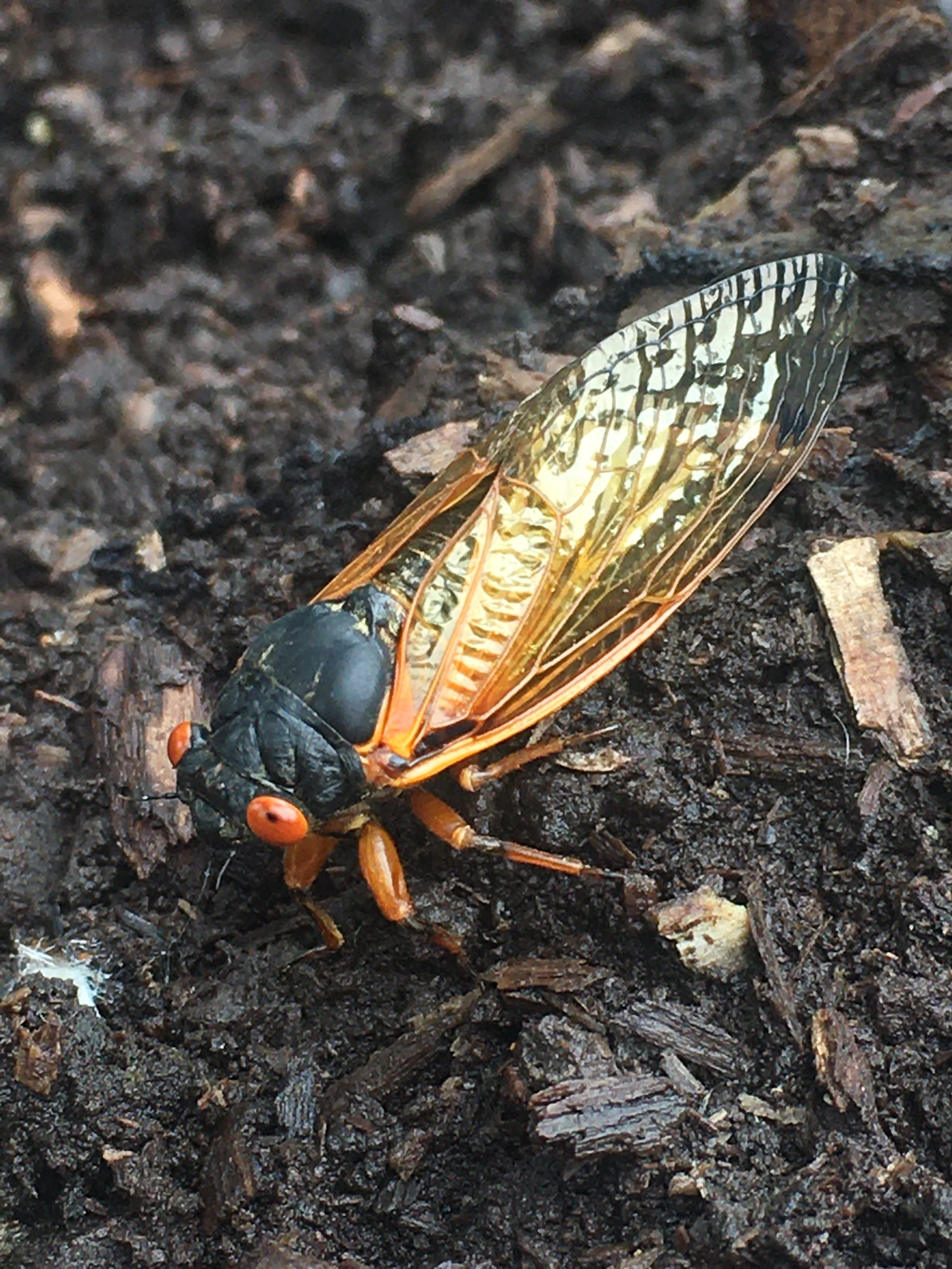 Cicada Summer - The Glorious Mundane