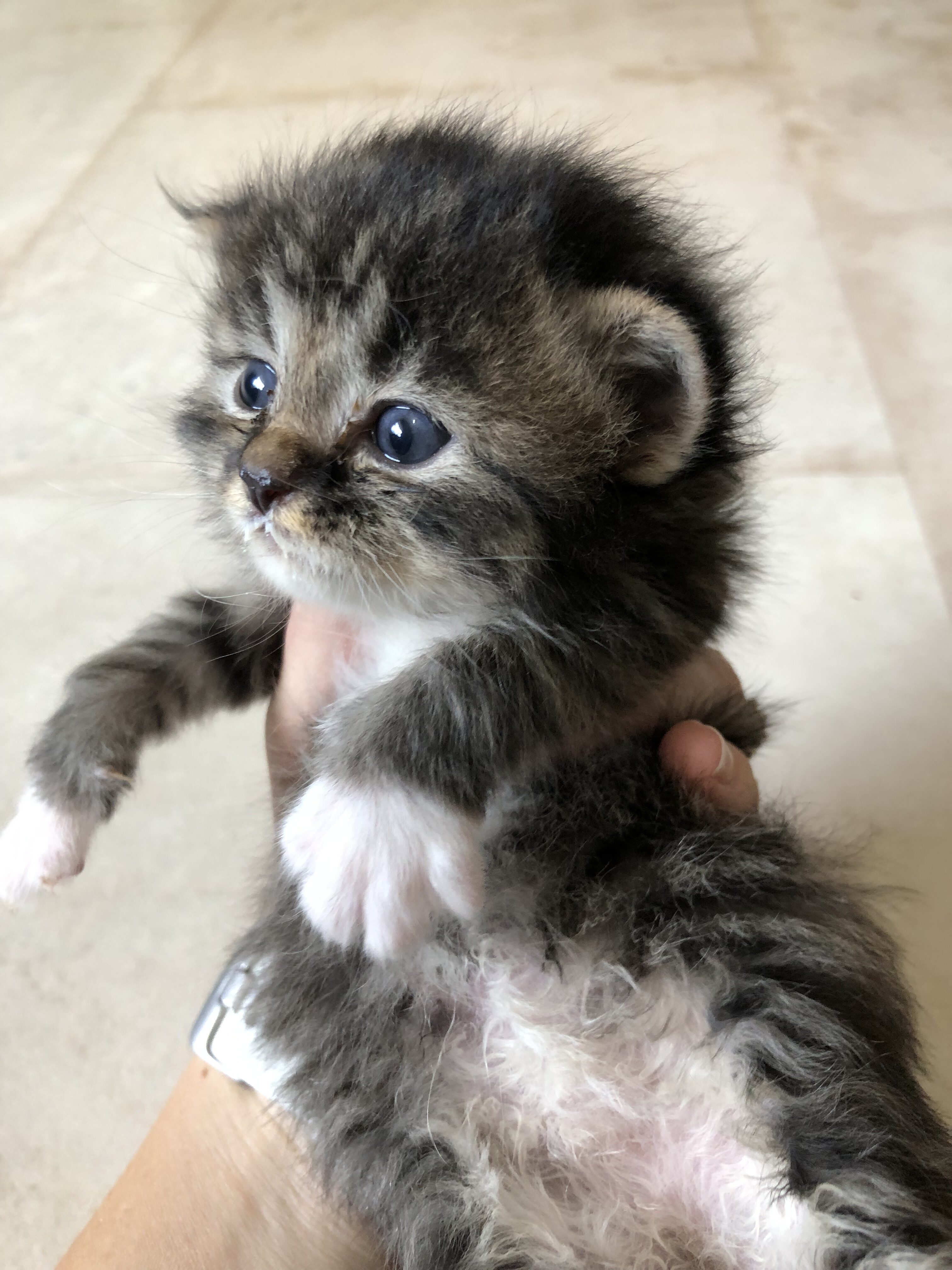 October: Kittens, Weddings, and Family - The Glorious Mundane