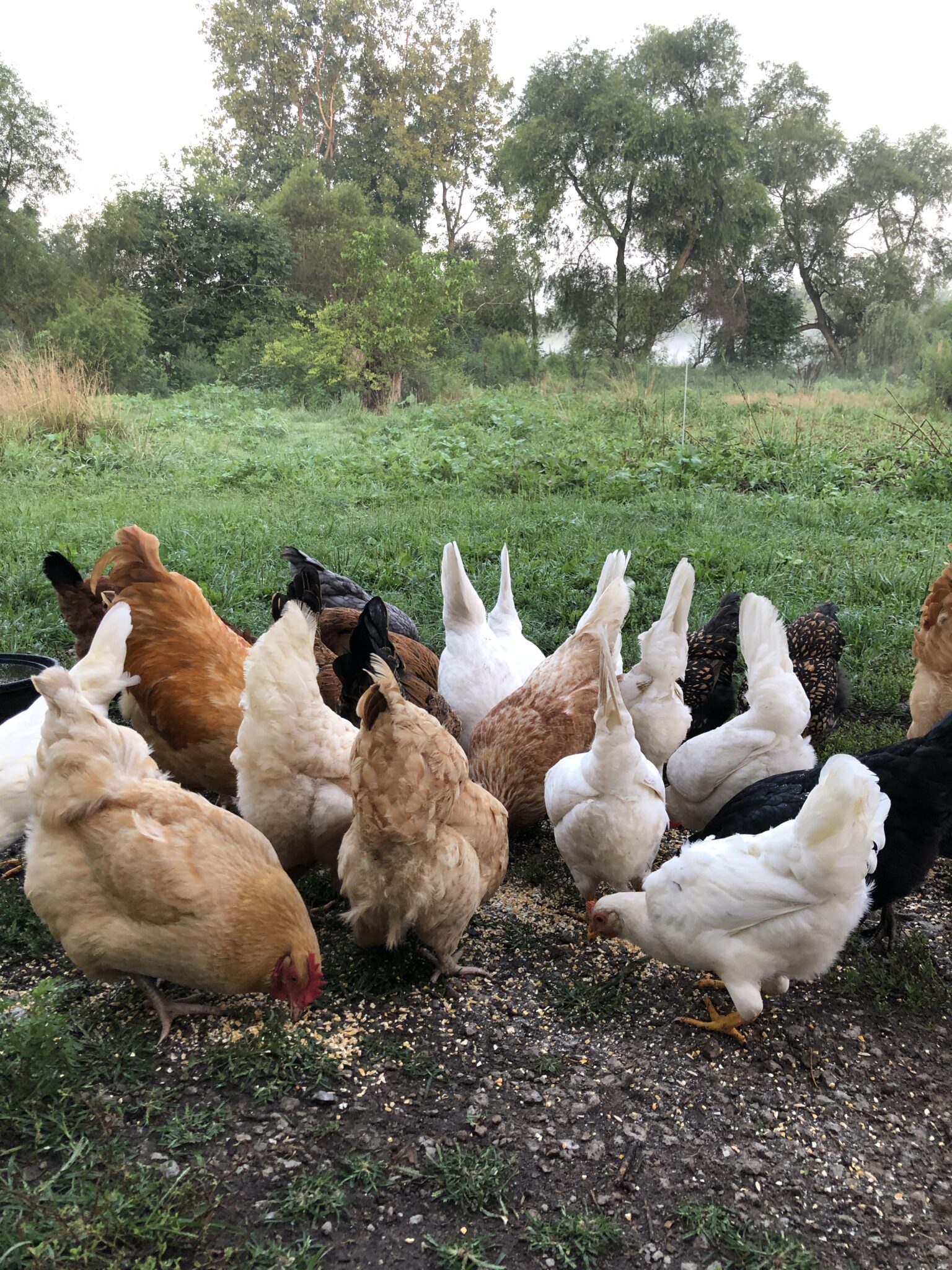 Farm Day - The Glorious Mundane